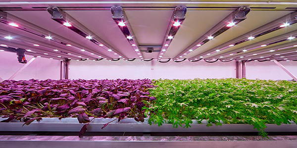 Planet Farms inizia il 2022 in grande stile - Italiafruit News