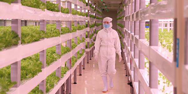 Kalera inarrestabile, nuova vertical farm a Singapore - Italiafruit News