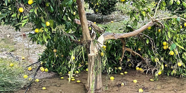 L'uragano colpisce gli agrumeti di Siracusa - Italiafruit News