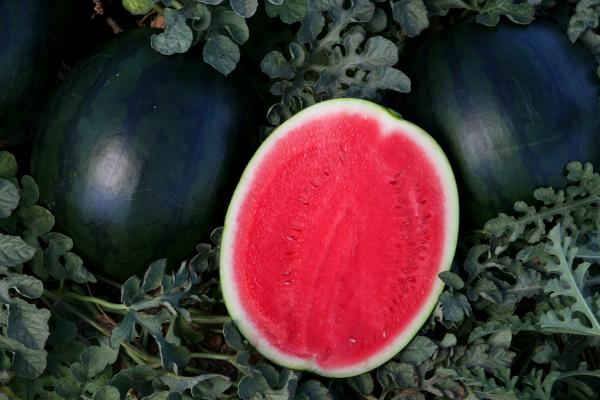 Angurie, la sfida delle midi senza seme - Italiafruit News