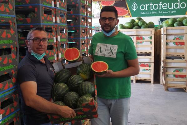 Mini angurie formato export - Italiafruit News