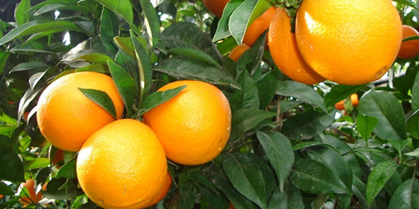 Arance bionde, il biologico mette il turbo - Italiafruit News