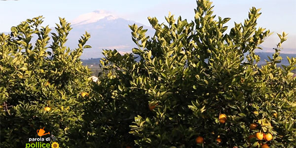 Arance, dalle rosse alle bionde: «Un vanto per la Sicilia ...