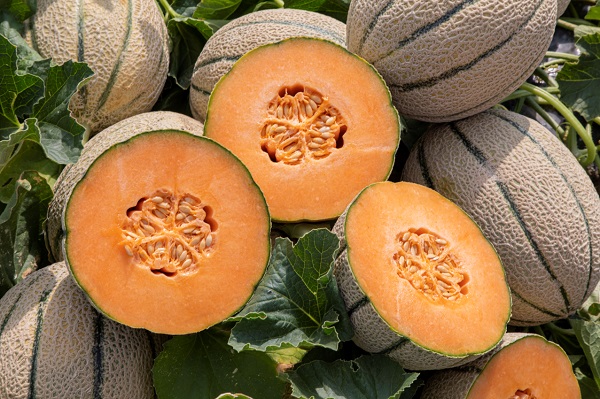 Nunhems, il melone Bernini raccontato dai produttori - Italiafruit News