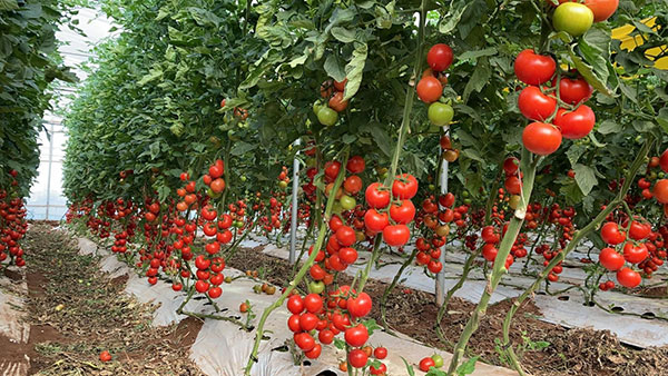 Sicilia, presentati i nuovi pomodori Nunhems - Italiafruit News