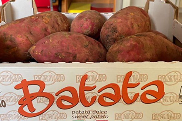 Calabria, sulla Sila si sperimenta la batata - Italiafruit News