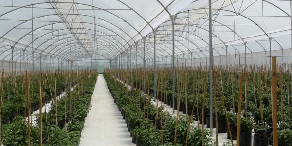 Arrigoni, più produttività per pomodoro e peperone - Italiafruit News