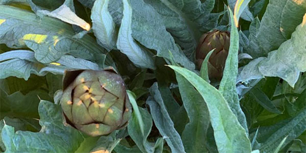 Carciofi sardi, campagna dura ma risultato portato a casa - Italiafruit ...