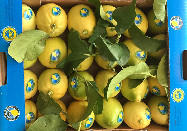«Limone di Rocca Imperiale Igp, volumi in leggero calo» - Italiafruit News