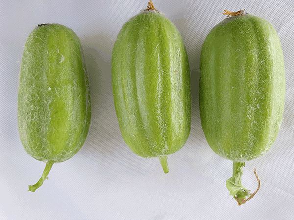 Carosello leccese, i vantaggi della luce supplementare - Italiafruit News