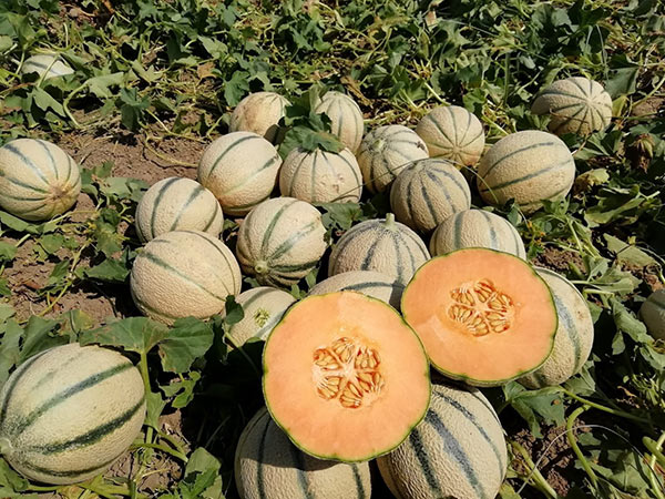 «Meloni, buona campagna con lo Charentais» - Italiafruit News