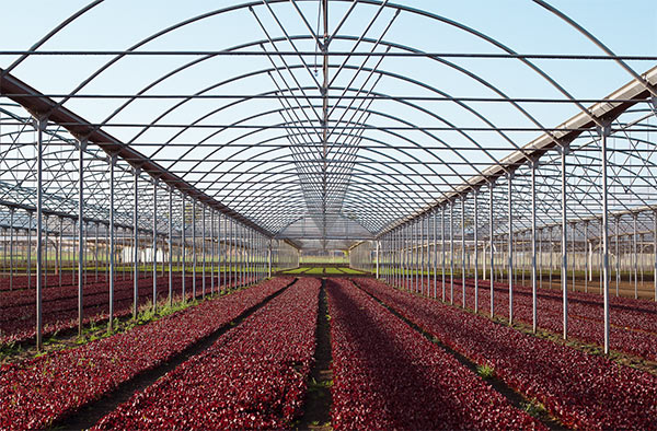 Cultiva, nuove anticipazioni dopo le difficoltà del 2020 - Italiafruit News