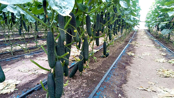 Nunhems punta sul cetriolo con Equilibrato e Luxell - Italiafruit News