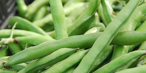 Consumo di fave in Italia in calo - Italiafruit News