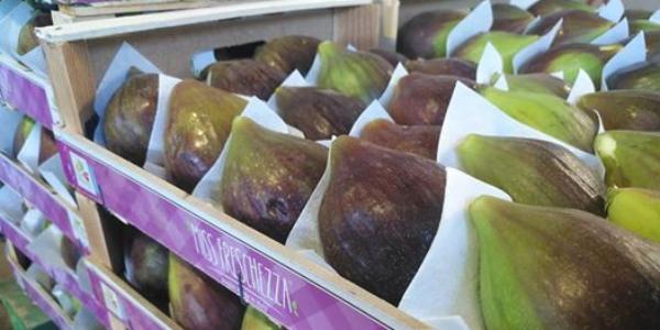 Puglia, tempo di fichi fioroni. E la Germania «tira» - Italiafruit News