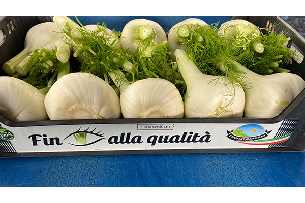 Finocchi, raccolta lenta e in ritardo in Puglia - Italiafruit News