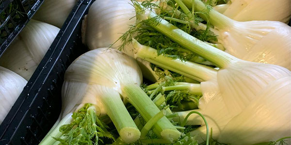 Finocchi, la produzione siciliana scarseggia - Italiafruit News