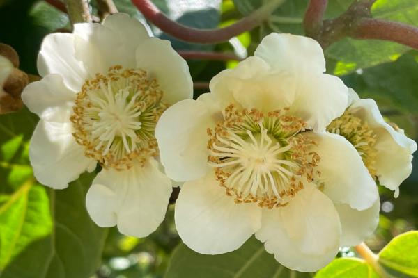 Kiwi, tre chiavi per ottenere qualità - Italiafruit News