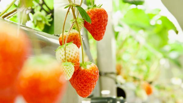 Fragole e vertical farming, nuovo modello - Italiafruit News