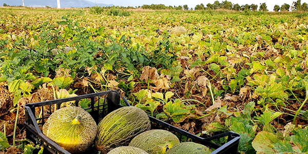 «Buco produttivo per i meloni? Noi lavoriamo a pieno ritmo ...