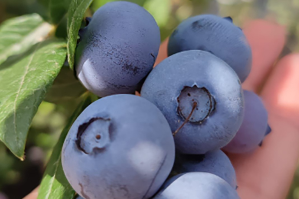 I berries dal sapore romagnolo - Italiafruit News