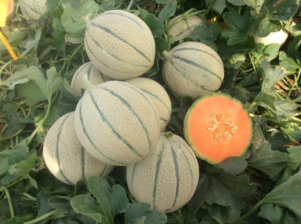 Meloni a pasta rossa, novità per l'estate - Italiafruit News