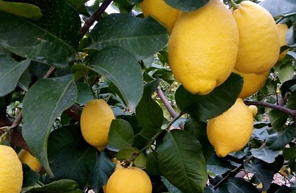 I limoni di Rocca Imperiale si fanno largo in Gdo - Italiafruit News