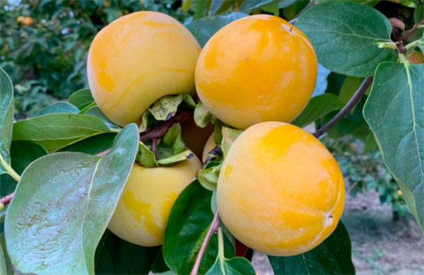 Campagna a due velocità per i kaki italiani - Italiafruit News
