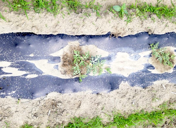 Mater-Bi, efficace e sostenibile anche per le orticole - Italiafruit News