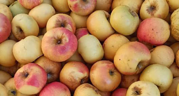 5 marzo: evento Ri.Nova sulla mela Rosa Romana - Italiafruit News