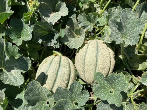 Il melone Impero in raccolta nel Lazio - Italiafruit News