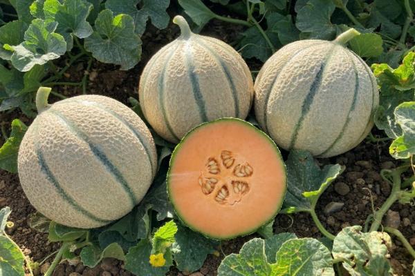 Meloni, suture verdi e persistenti per distinguersi - Italiafruit News