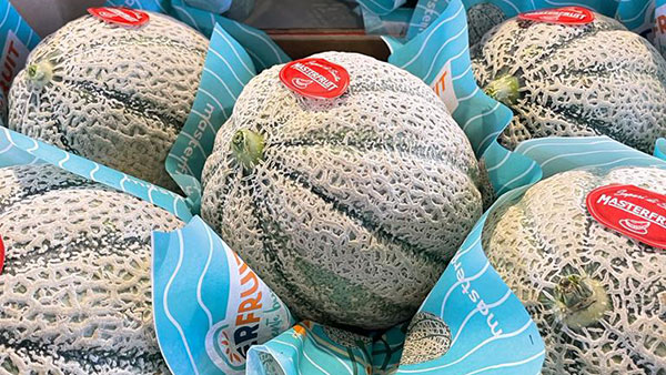 Ecco i primi meloni siciliani - Italiafruit News