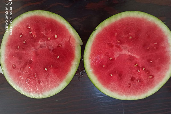 Arrivano le prime mini angurie, ora si spera nel caldo - Italiafruit News