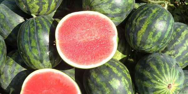 Mini angurie in crisi - Italiafruit News