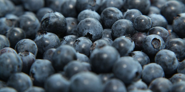 Mirtilli argentini, la stagione inizia bene - Italiafruit News