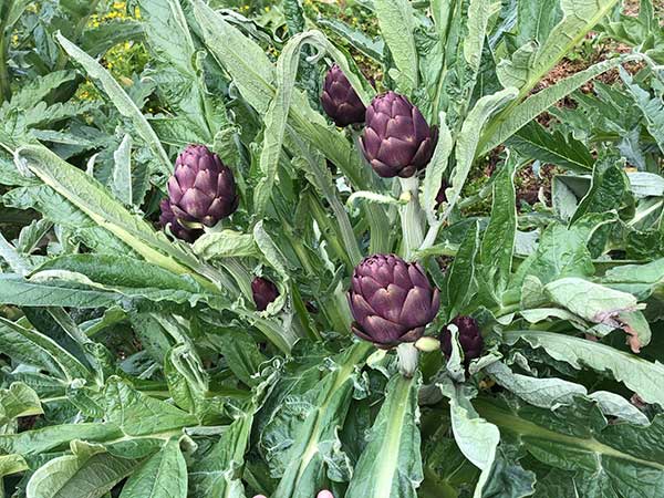 Atenea e Capriccio, i carciofi precoci di Nunhems - Italiafruit News