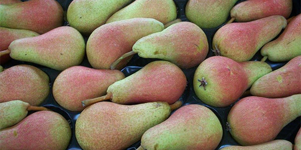 «Pere, buone quotazioni per le prime Carmen» - Italiafruit News