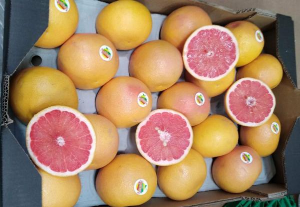 Pompelmo italiano, una nicchia che cresce e piace alla Gdo ...