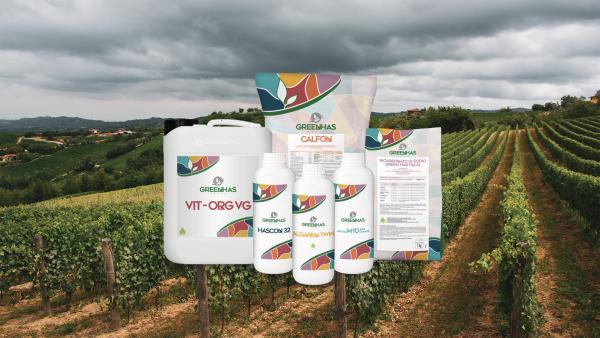 Greenhas Group, molto più di un rebranding - Italiafruit News