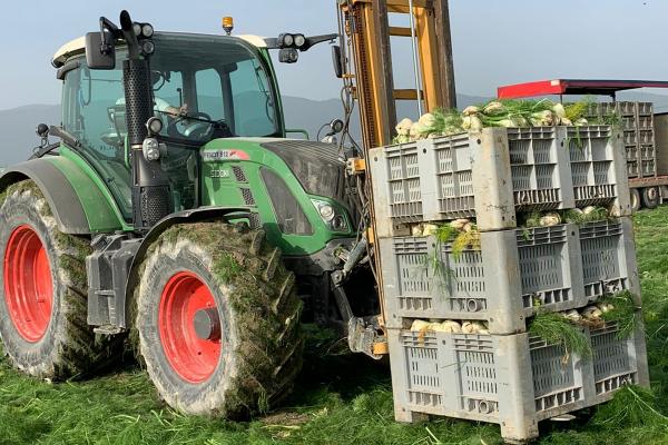 Finocchio, il prodotto estivo riporta il sorriso - Italiafruit News