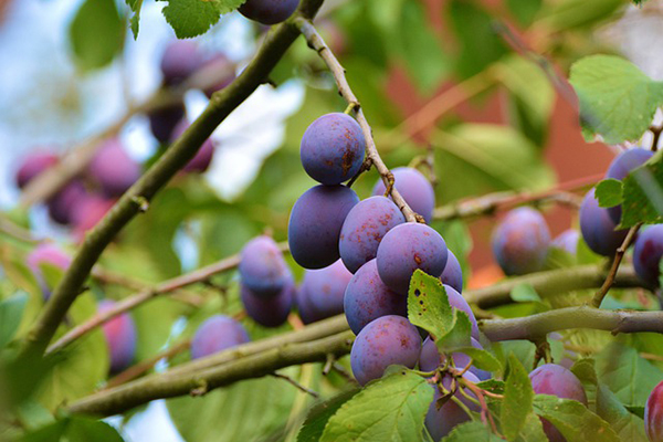 Susine di Vignola, annata buona per le varietà europee - Italiafruit News