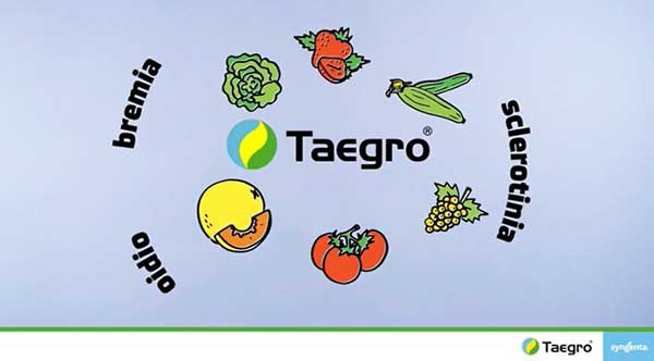 Taegro, un successo testimoniato dai produttori - Italiafruit News