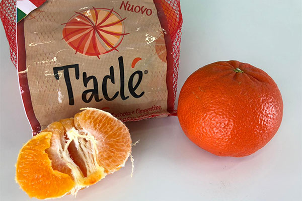 Agrumi ibridi, stagione più corta del solito per Taclè - Italiafruit News