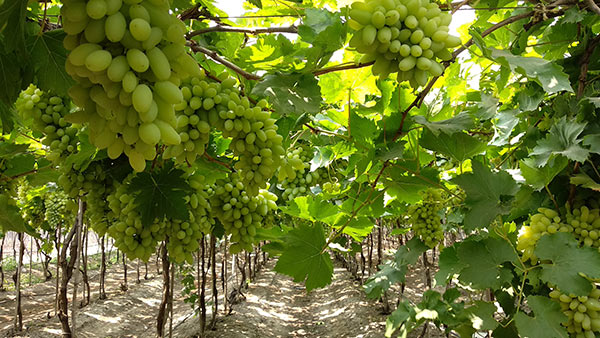 Orizzonte seedless, dove va la ricerca - Italiafruit News