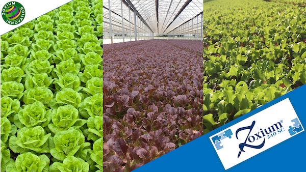 Ortaggi a foglia, un'arma in più contro la peronospora - Italiafruit News