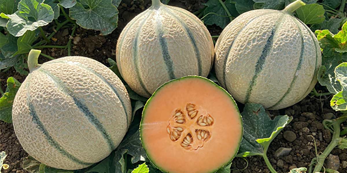 Adagio, ecco il semi-retato di Seminis - Italiafruit News