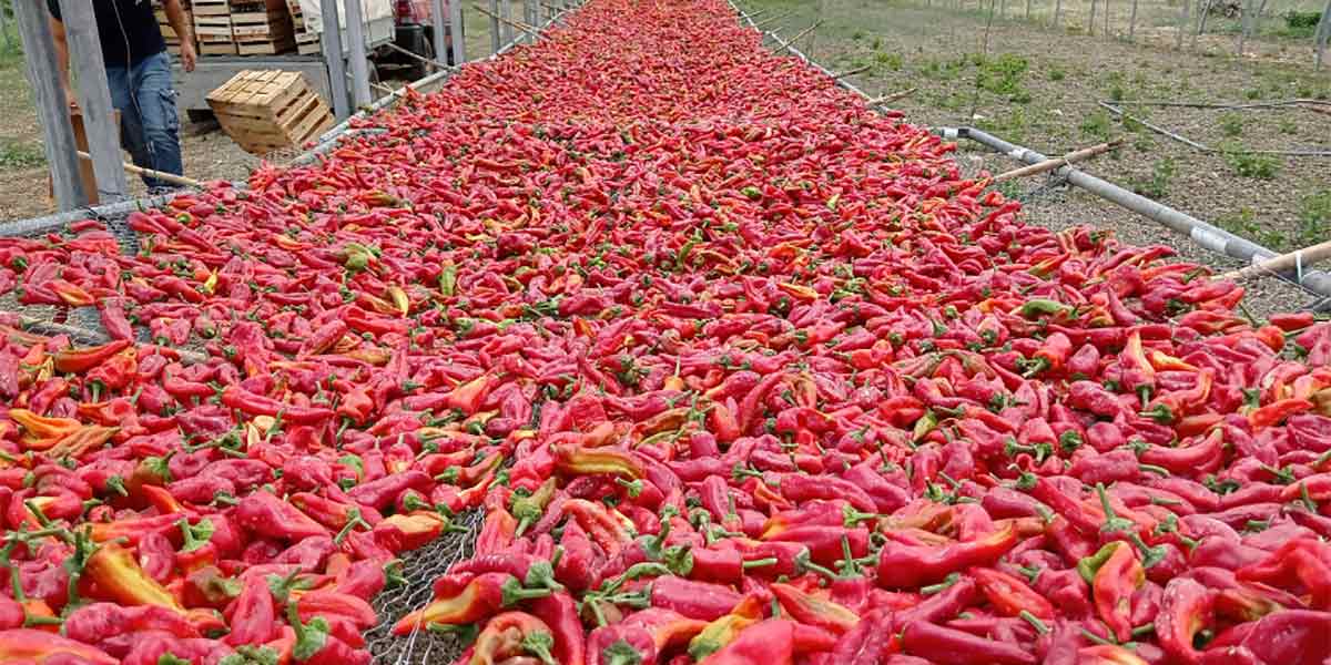 «Peperone di Senise, è arrivata l’ora di cooperare» - Italiafruit News