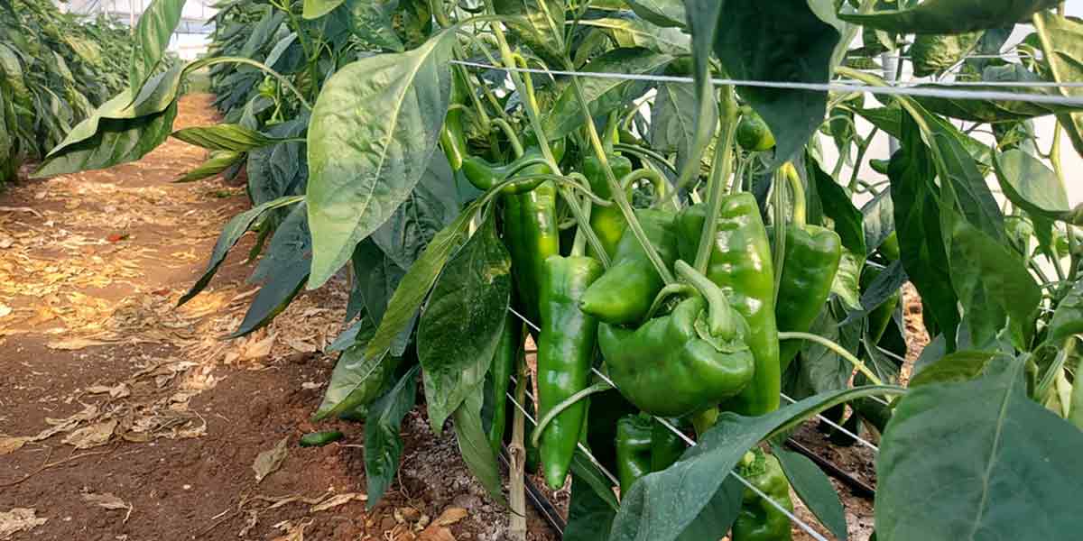 Peperoni, gli ortaggi del momento - Italiafruit News